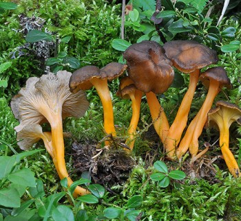 Chanterelles Jaunes / Cantharellus Lutescens - Paris Saveurs - le ...